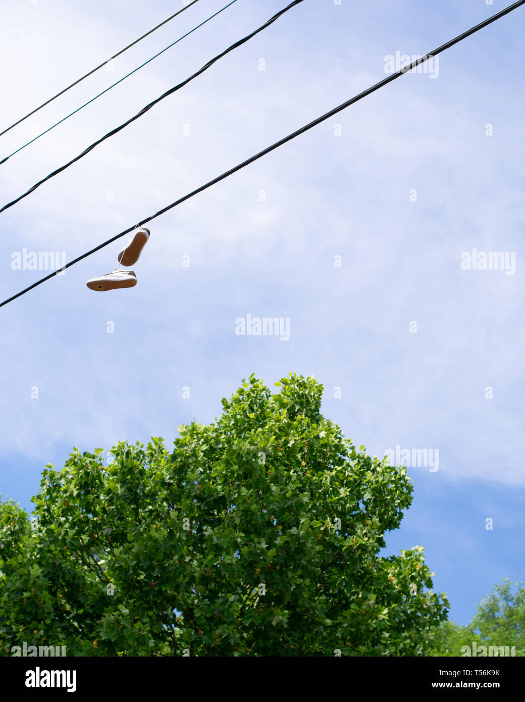 Shoes tied up on a power line above a leafy tree Stock Photo - Alamy