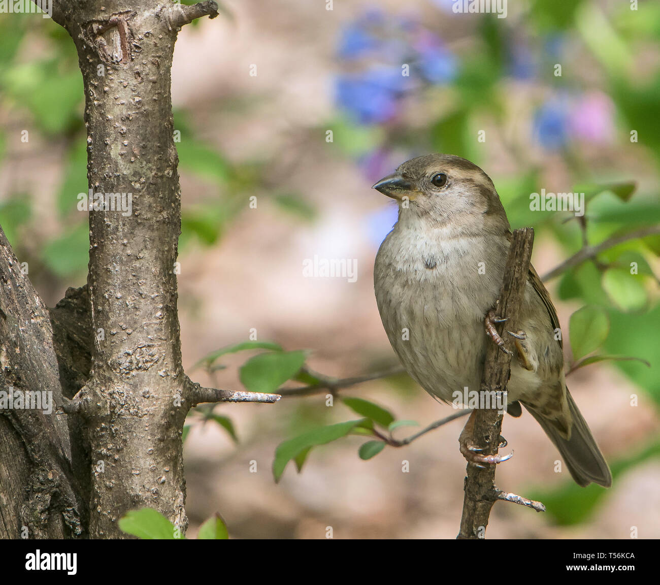 Female tree sparrow hi-res stock photography and images - Alamy