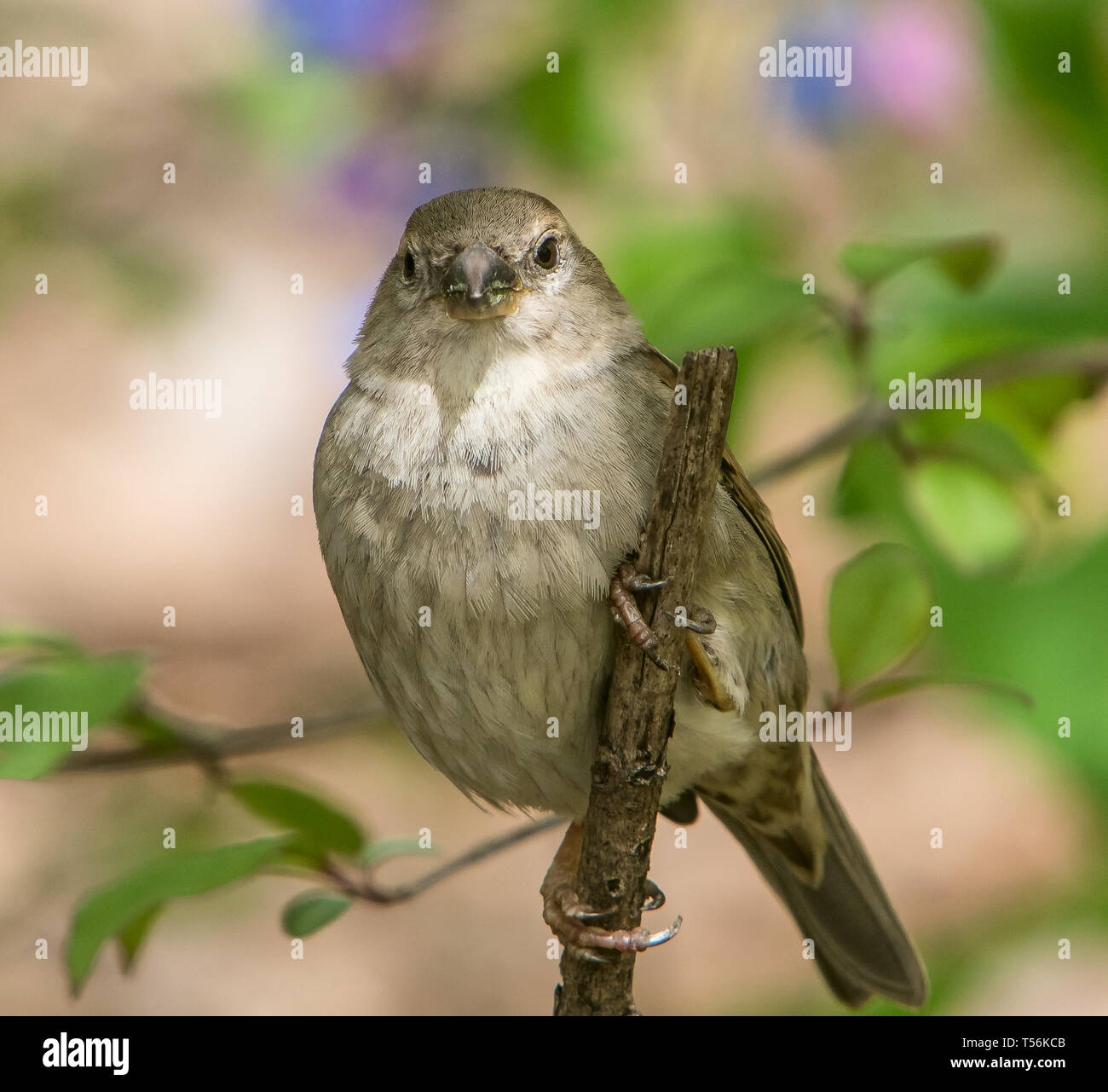Female tree sparrow hi-res stock photography and images - Alamy