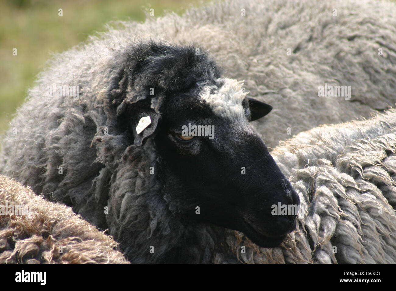 sheep portrait a lot of wool Stock Photo - Alamy