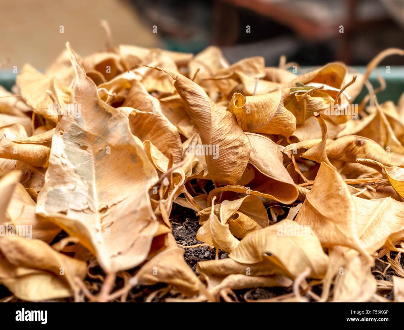 Closeup of Dry Fallen Yellow Leaves of Ficus Benjamina, Weeping Fig ...