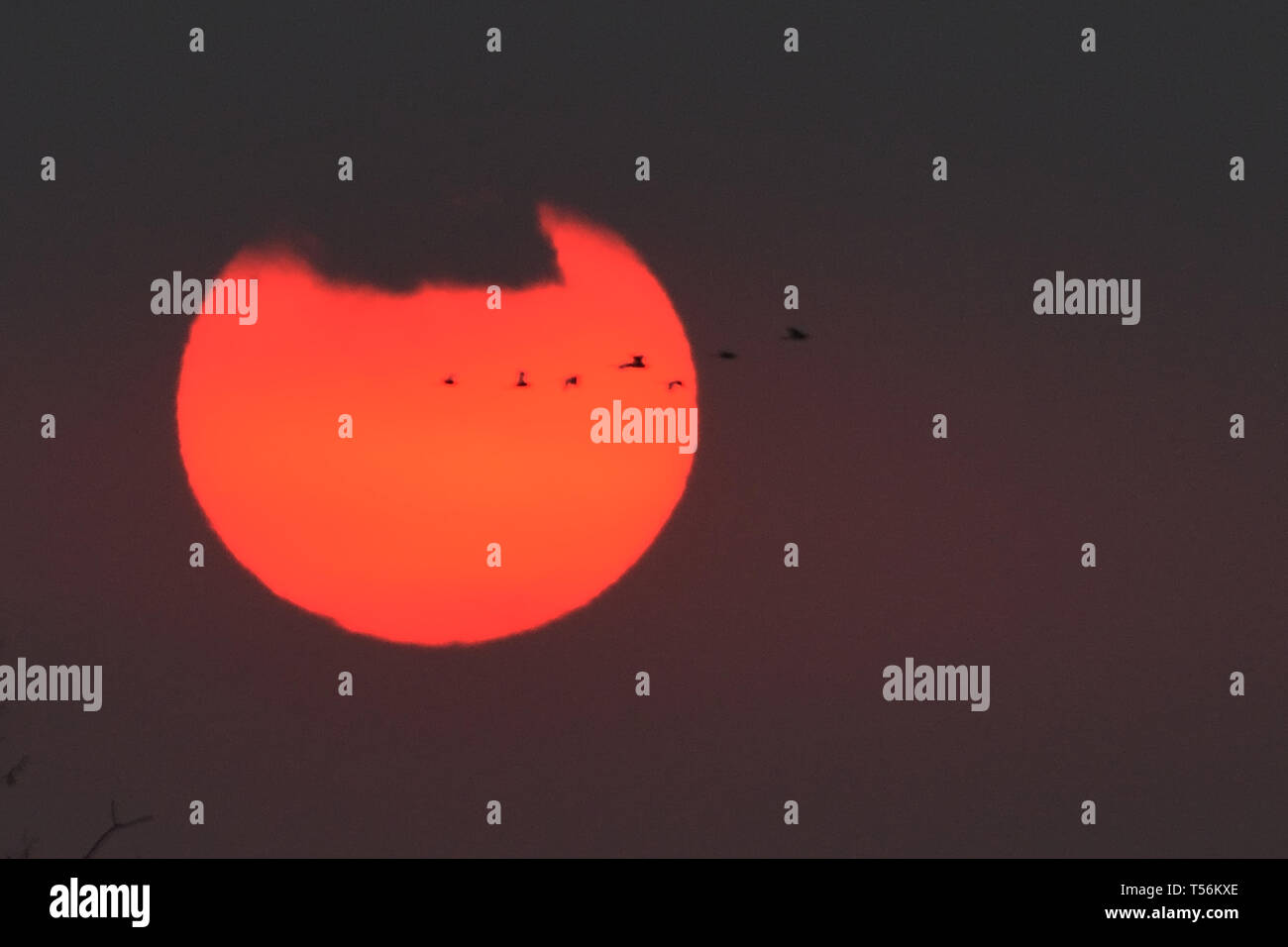 Birds against sun hi-res stock photography and images - Alamy