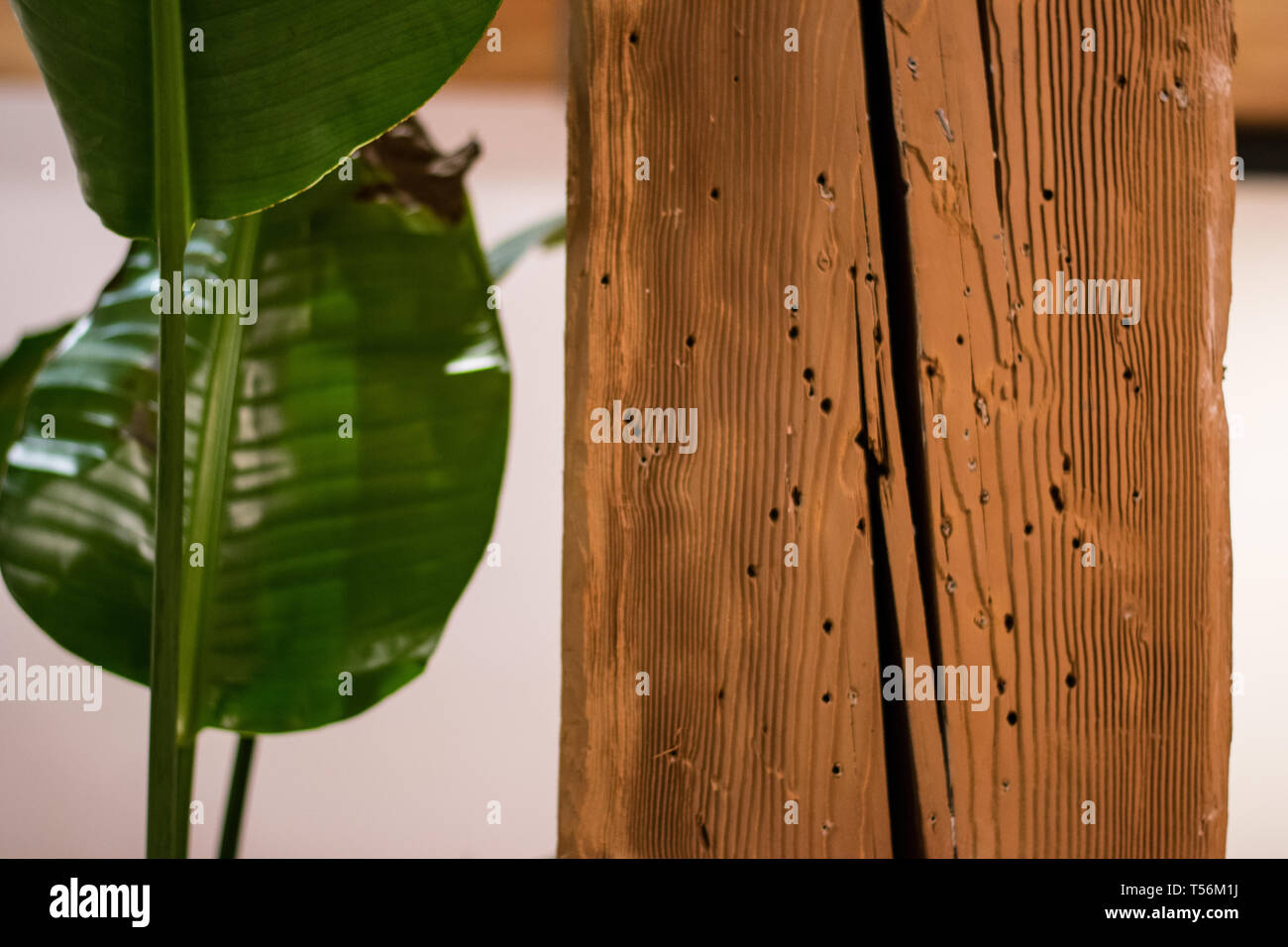 Wooden support beam and green leafy plant interior design Stock Photo ...