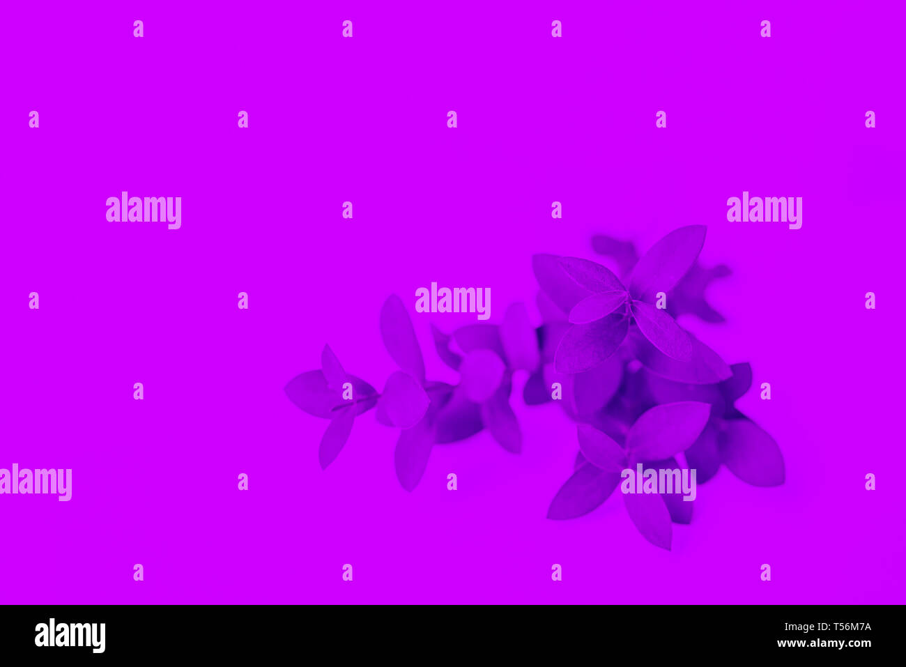 Purple abstract background with neon colors on leaves. Ultraviolet ...
