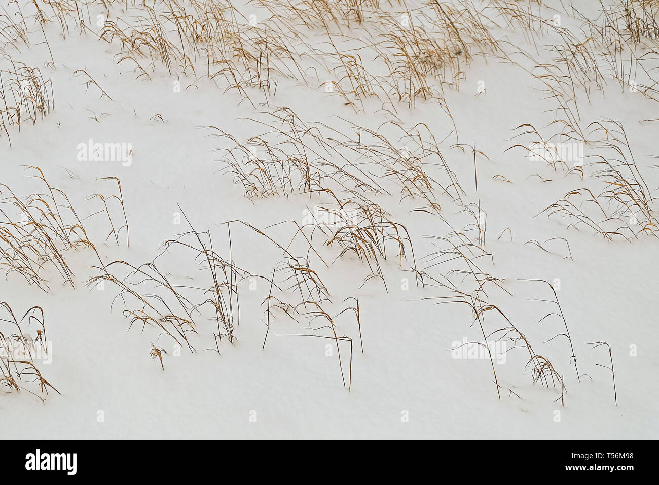 Dead grass texture hi-res stock photography and images - Alamy