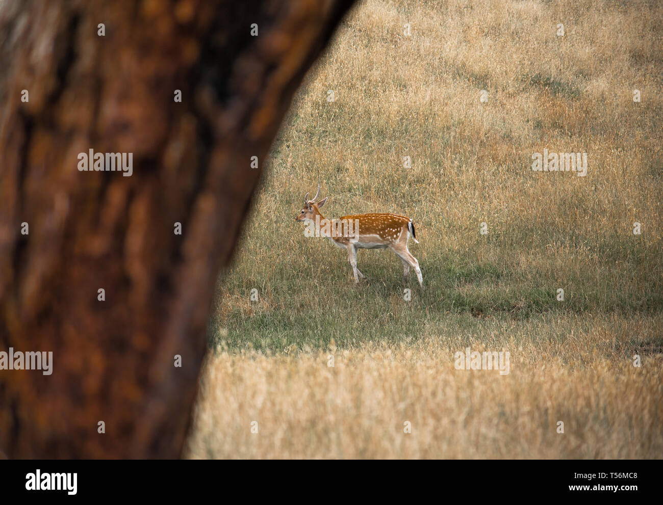 Wild antelope in australian outback grassland Stock Photo - Alamy