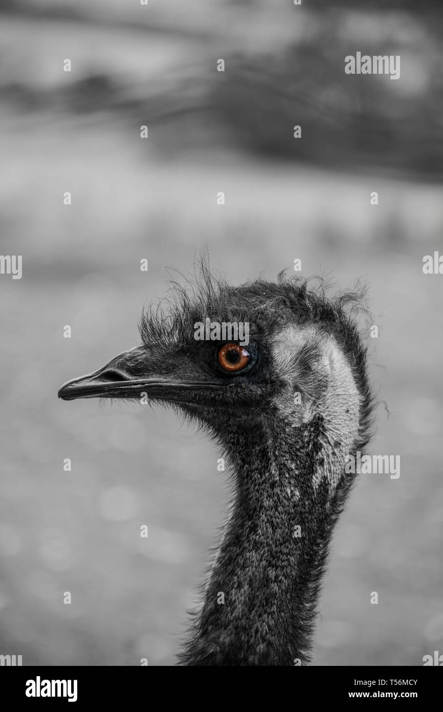 Side view emu in hi-res stock photography and images - Alamy