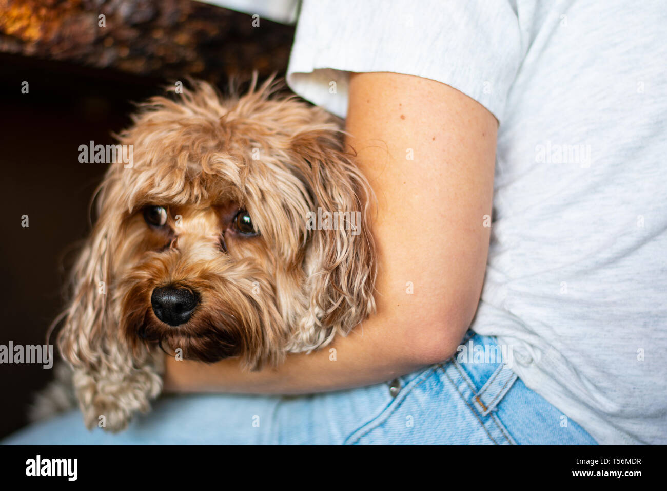 Lazy dog owners hi-res stock photography and images - Alamy