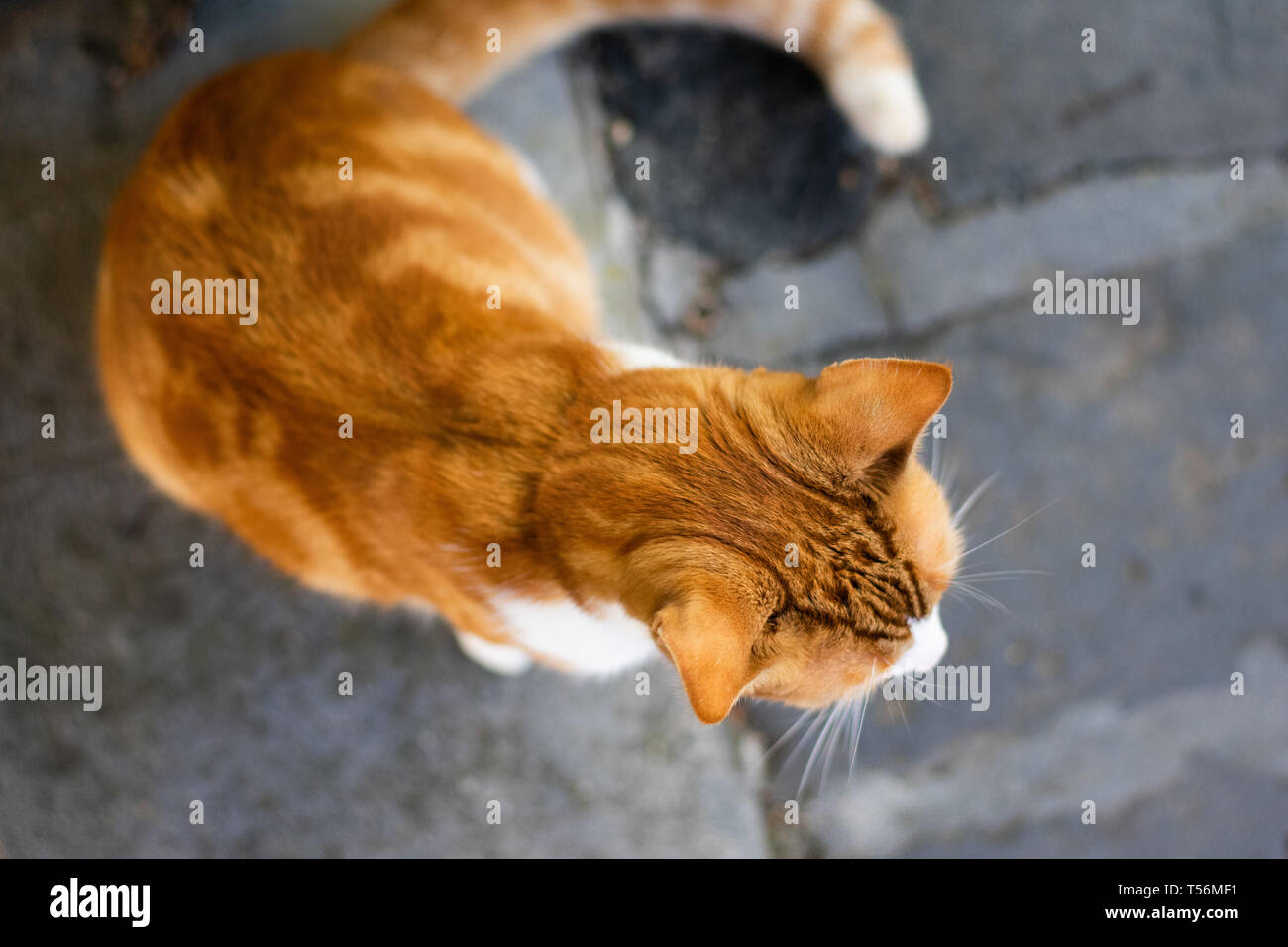 Ginger cat fur detail from above Stock Photo - Alamy