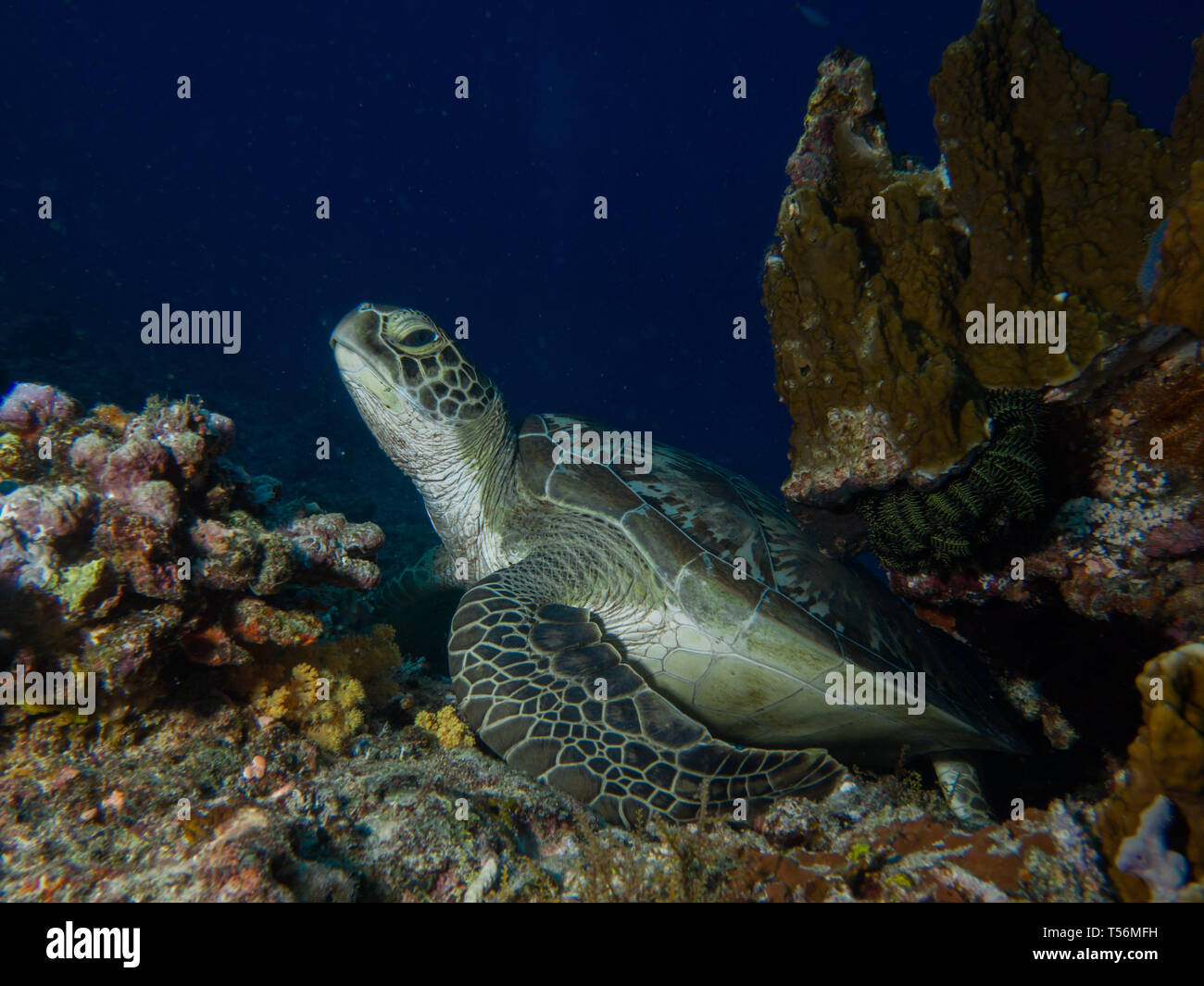 Digital marine life hi-res stock photography and images - Alamy