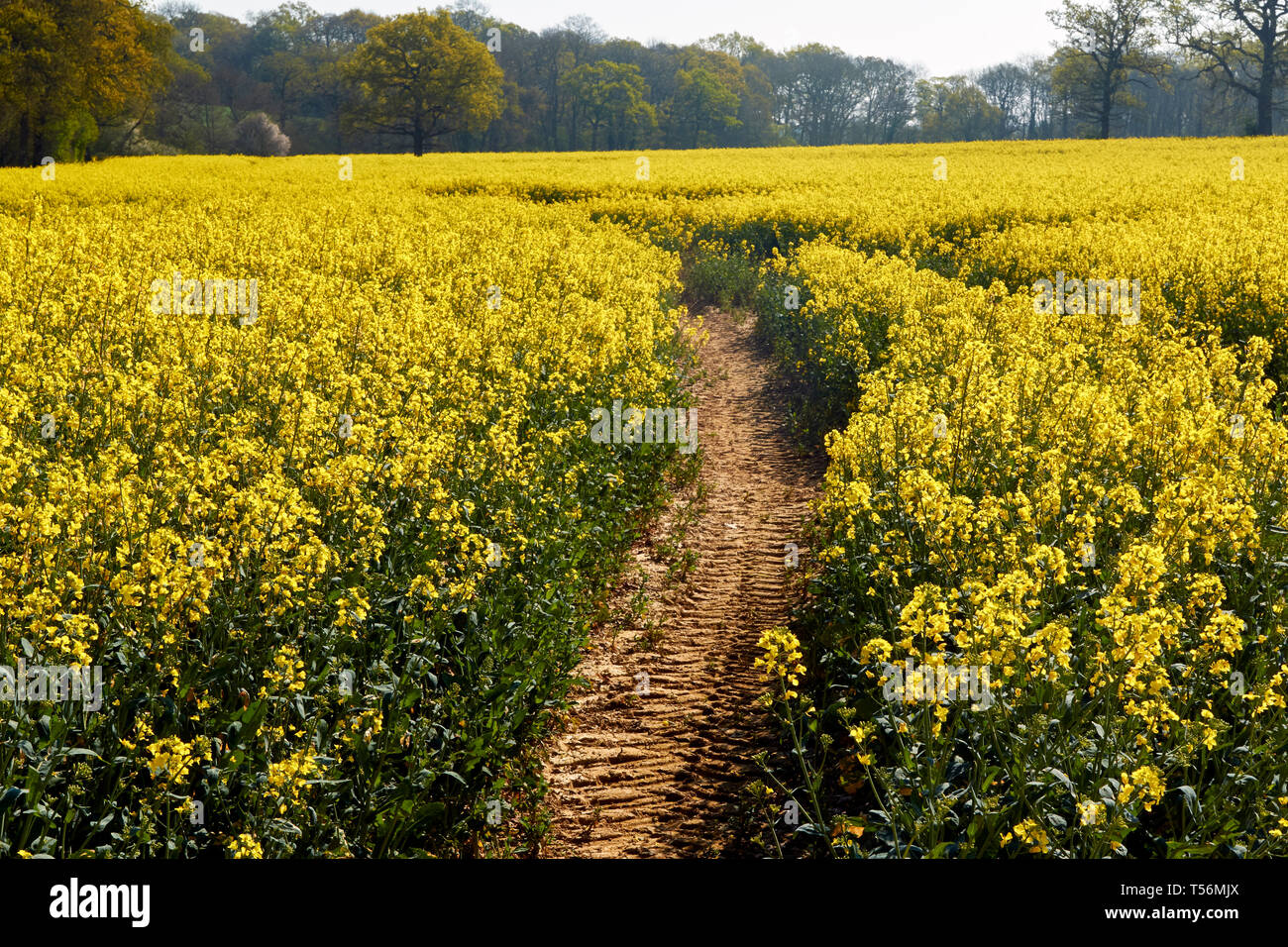 Kent agricultural rapeseed oil cash crop in spring Stock Photo - Alamy