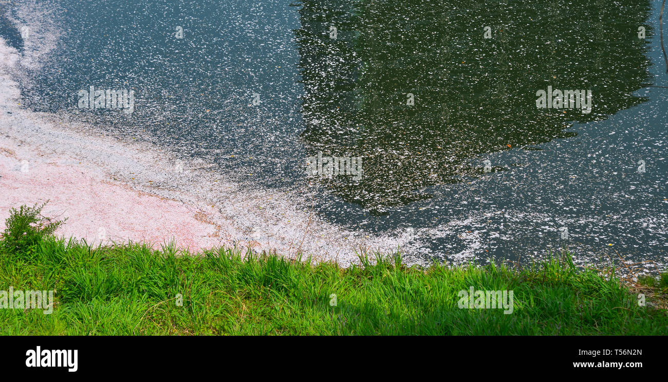 Fallen cherry blossom petals on the lake in Tokyo, Japan Stock Photo ...