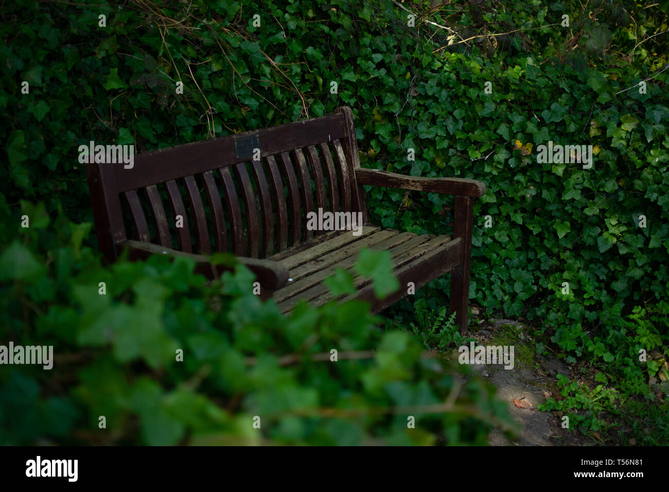 Bench in forest hi-res stock photography and images - Alamy