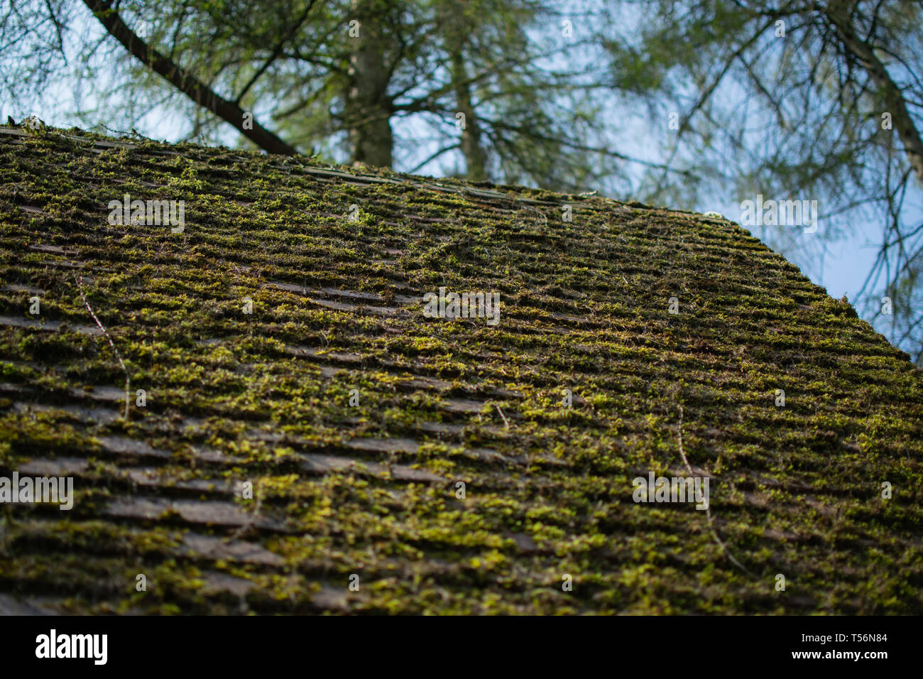 Growth sky overgrown moss roof hi-res stock photography and images - Alamy