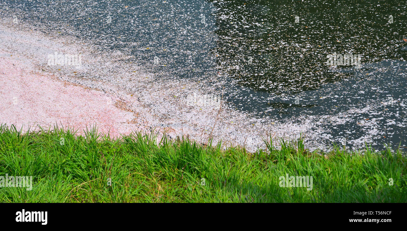 Fallen cherry blossom petals on the lake in Tokyo, Japan Stock Photo ...