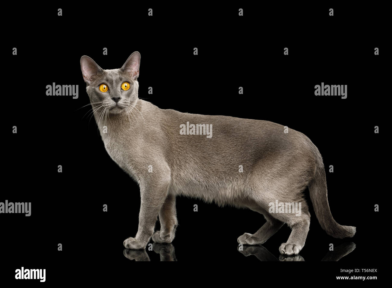 Funny Gray Cat Burmese walk of full length and curious stare with fear ...