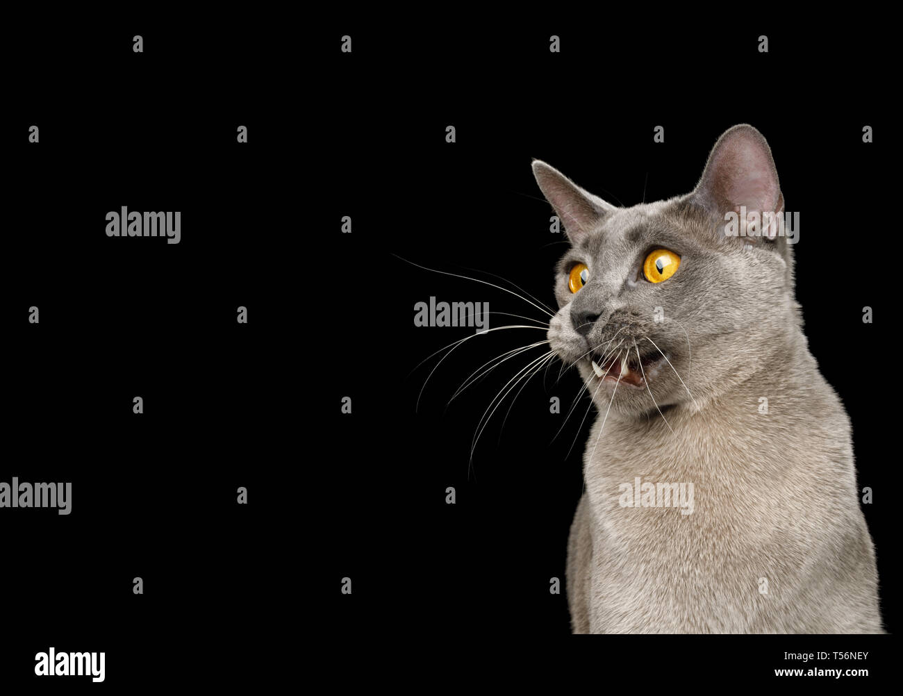 Funny Portrait of Amazement Gray Cat, opened mouth and stare at side on ...