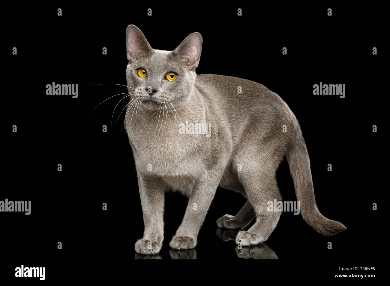 Black and gray striped cat hi-res stock photography and images - Alamy