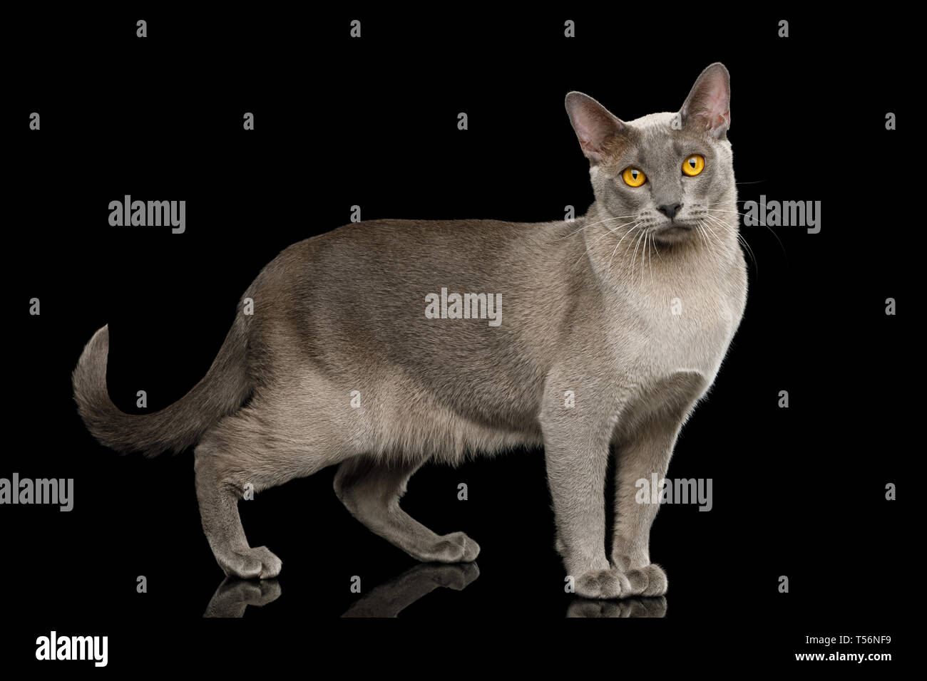 Gray Cat Burmese walk of full length on isolated black background, side ...