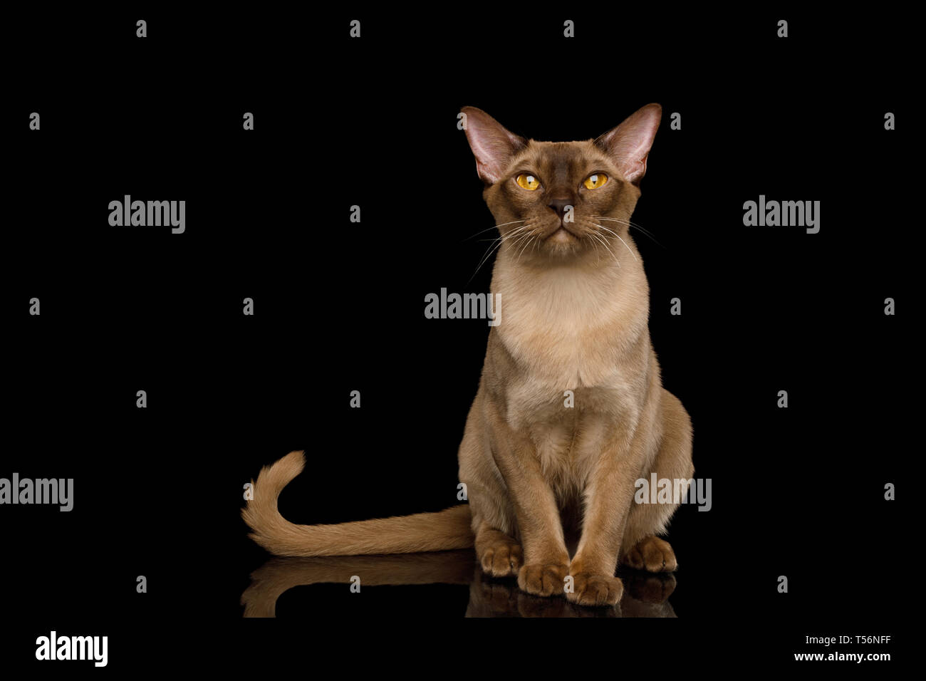 Chocolate burmese cat hi-res stock photography and images - Alamy