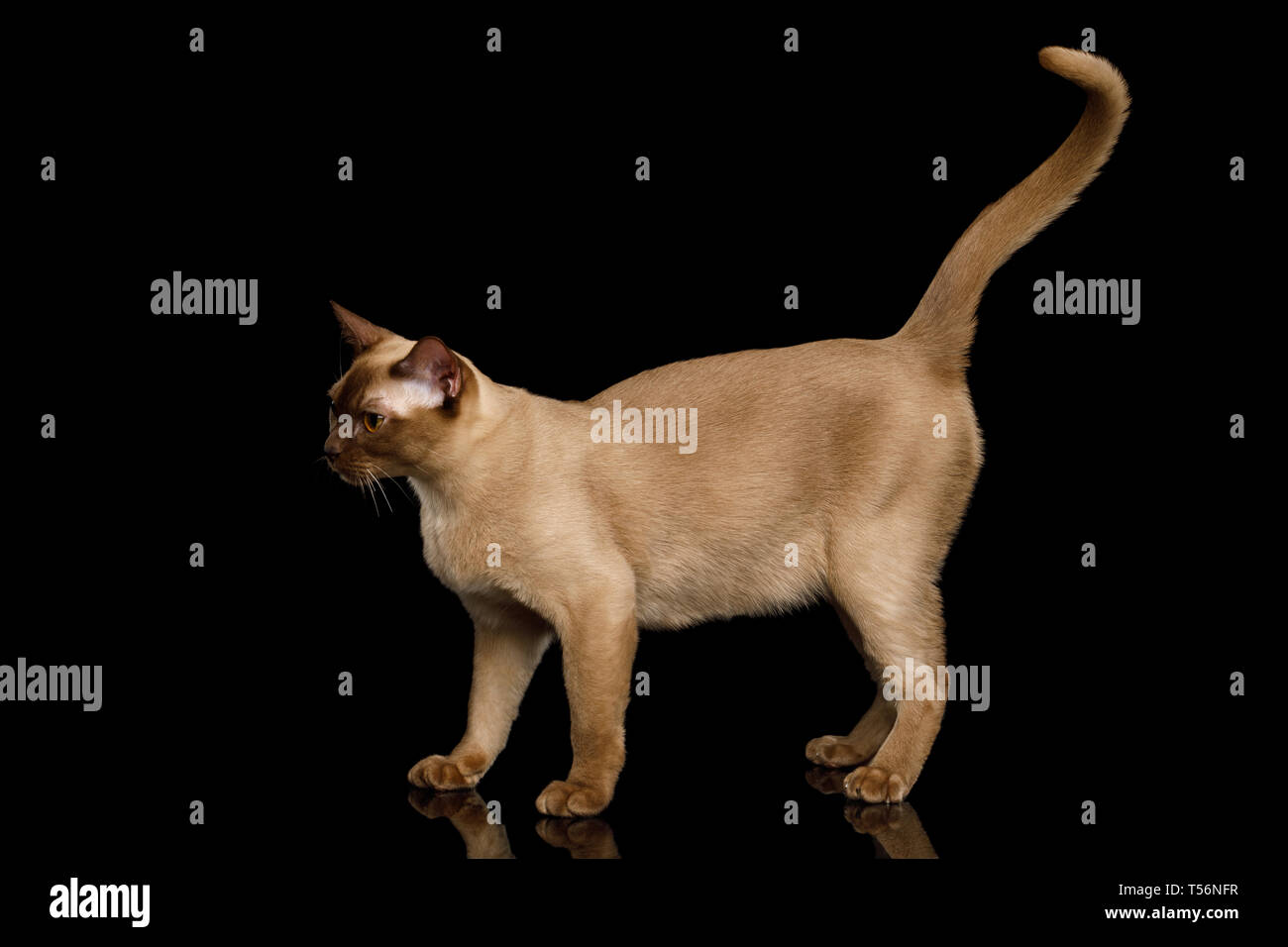 Black cat walking side view hi-res stock photography and images - Alamy