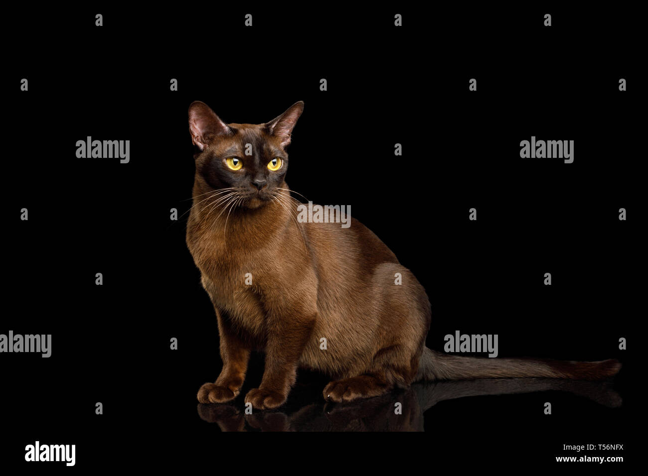 Sable Burmese Cat