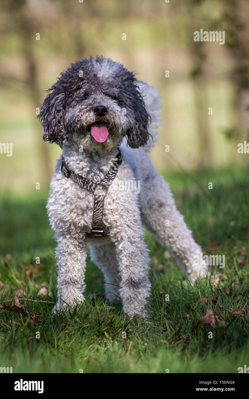 Grey miniature poodle hi-res stock photography and images - Alamy