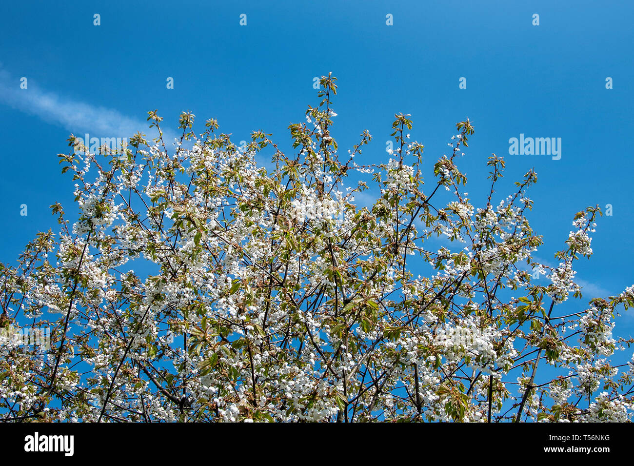 Scottish springtime hi-res stock photography and images - Alamy