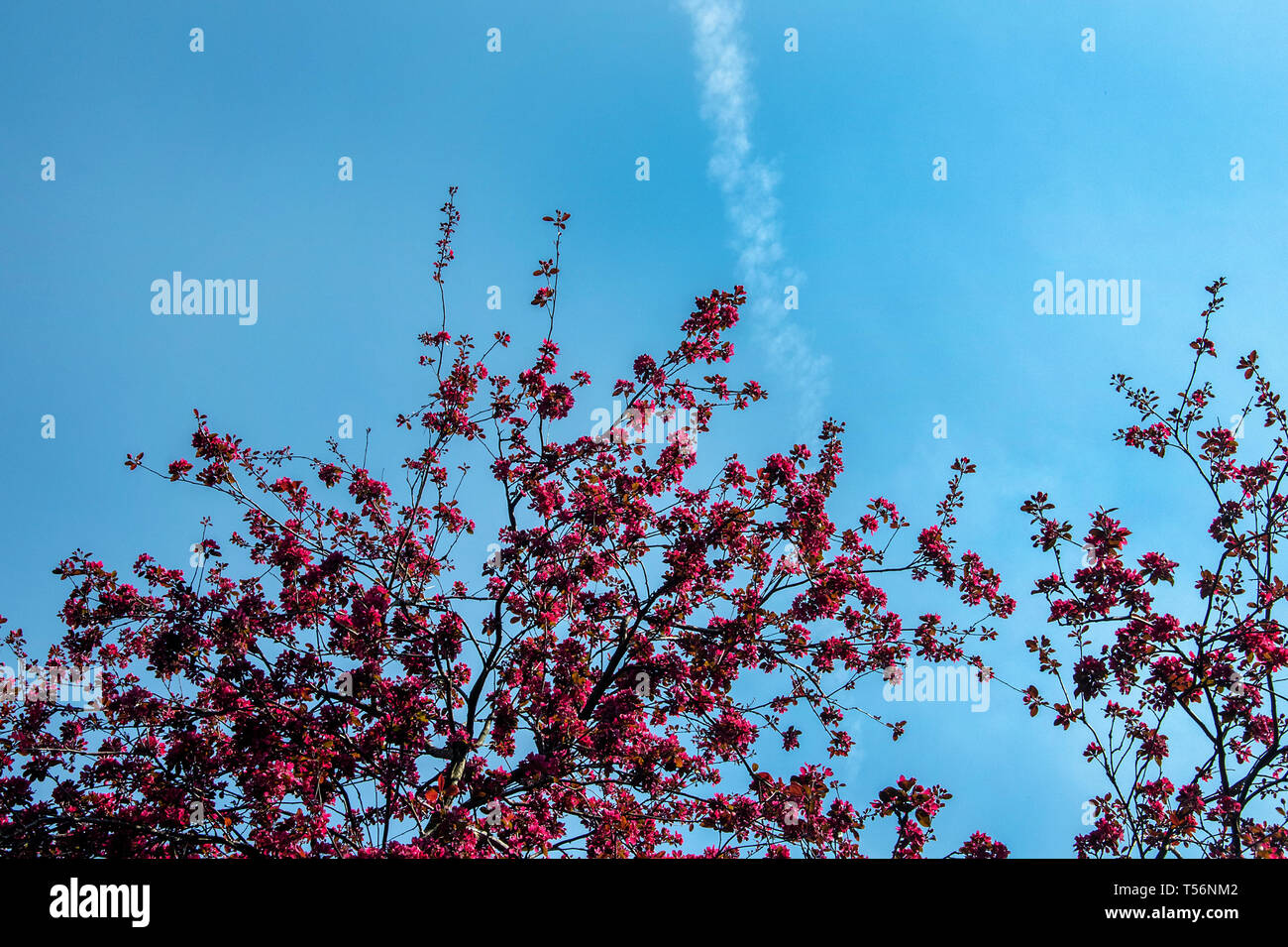 A close-up of a colourful Cherry blossom tree in the Scottish ...