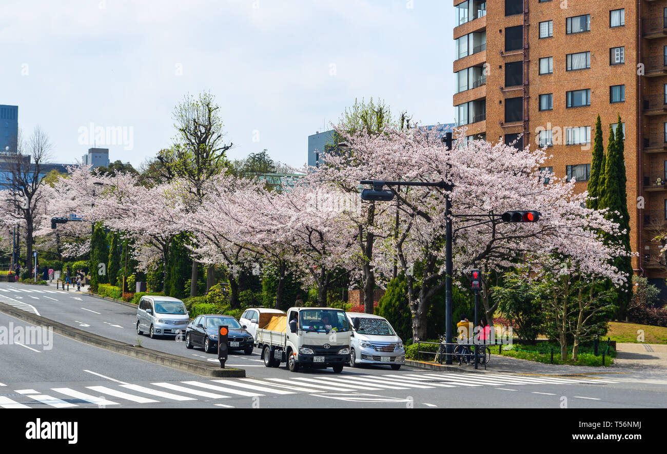 Tokyo, Japan - Apr 7, 2019. Cherry trees with flowers on street in ...