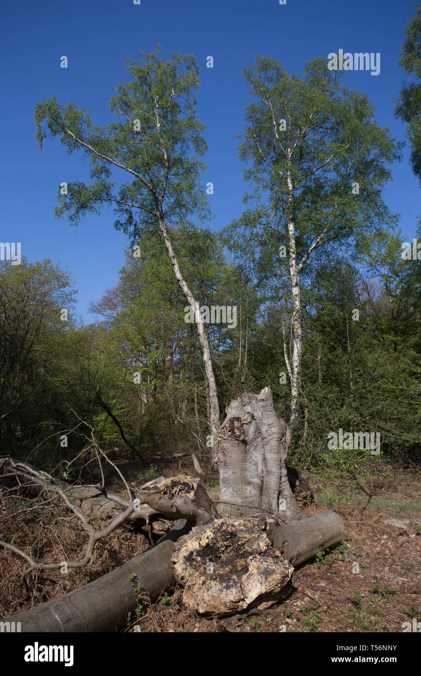 Epping Forest in spring Stock Photo - Alamy