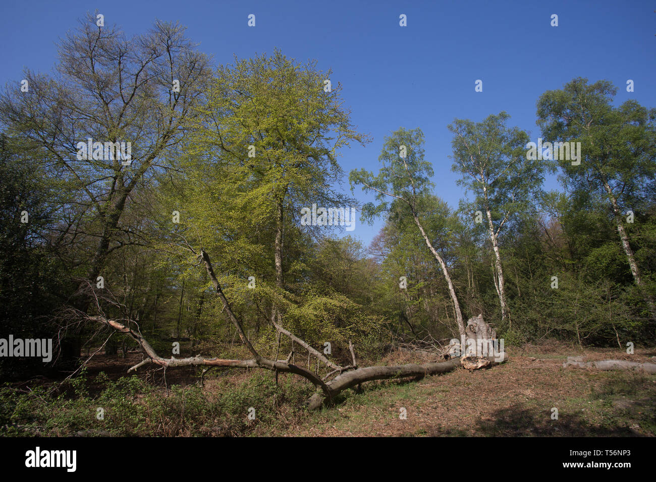 Epping Forest in spring Stock Photo - Alamy