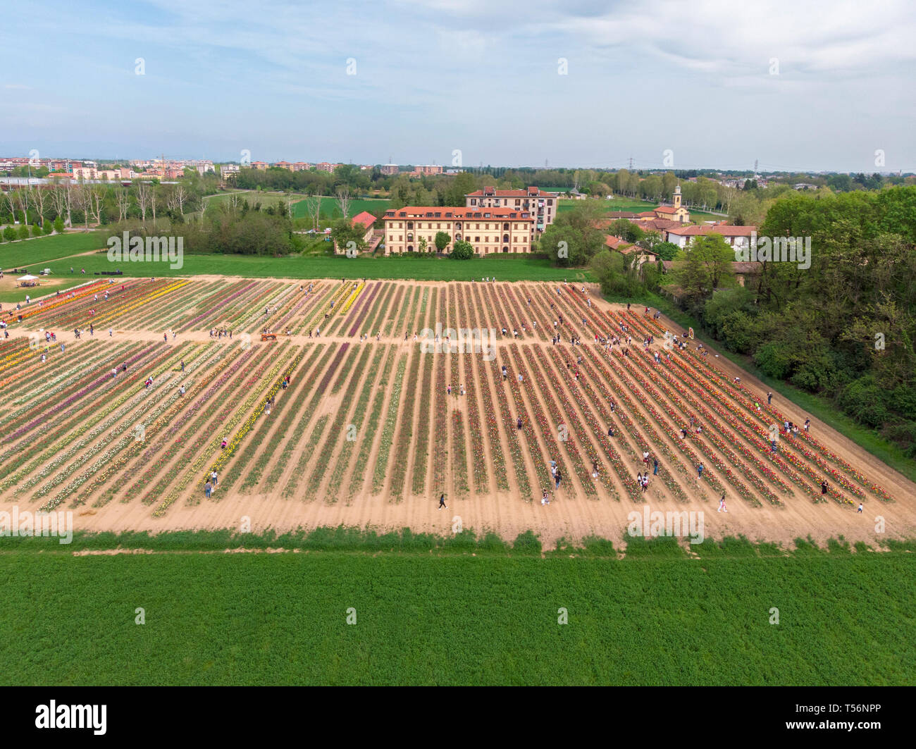 Aerial view of a field of tulips, multicolored variety of flowers ...
