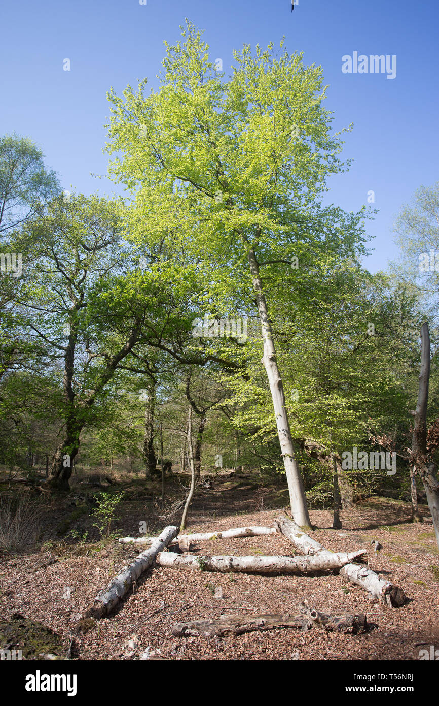 Epping Forest in spring Stock Photo - Alamy