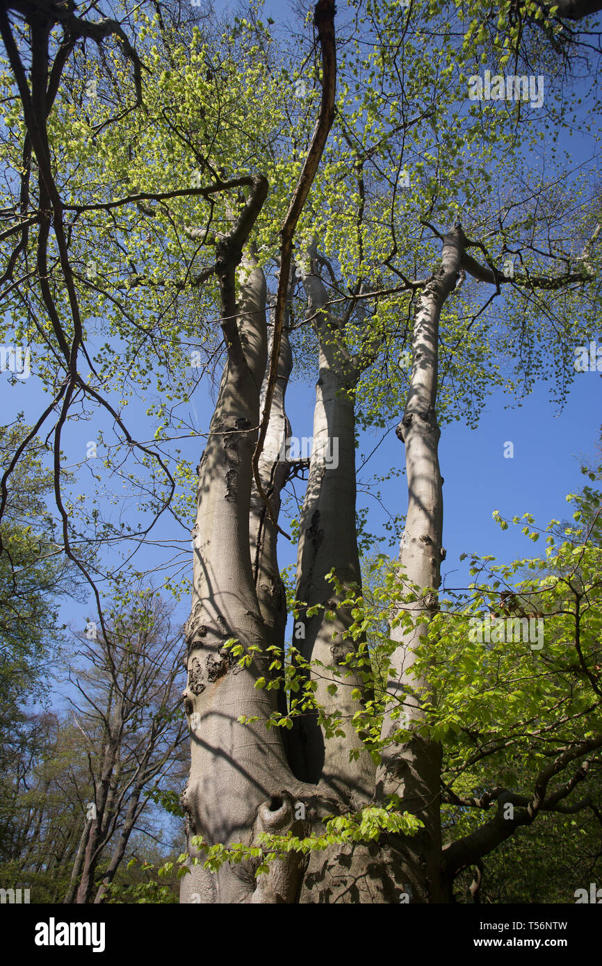 Epping Forest Walk High Resolution Stock Photography and Images - Alamy