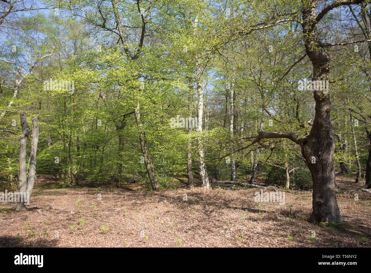 Epping Forest in spring Stock Photo - Alamy