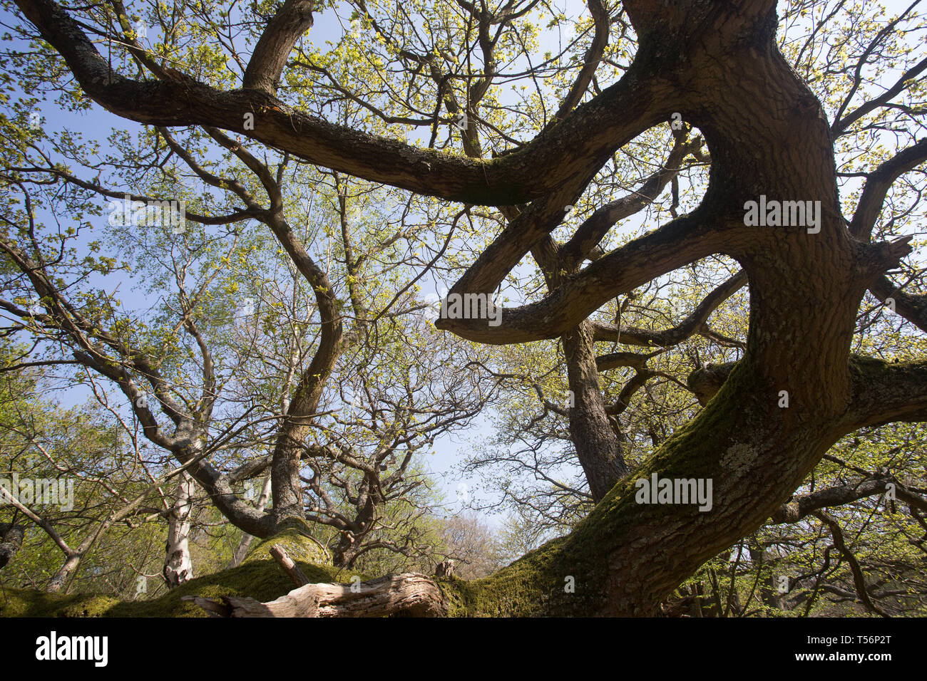 Epping Forest in spring Stock Photo - Alamy