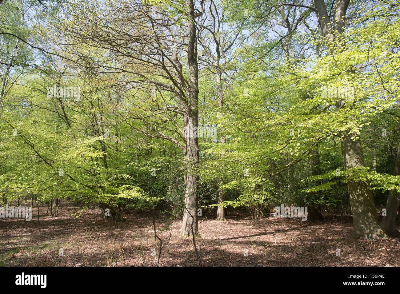 Epping Forest in spring Stock Photo - Alamy