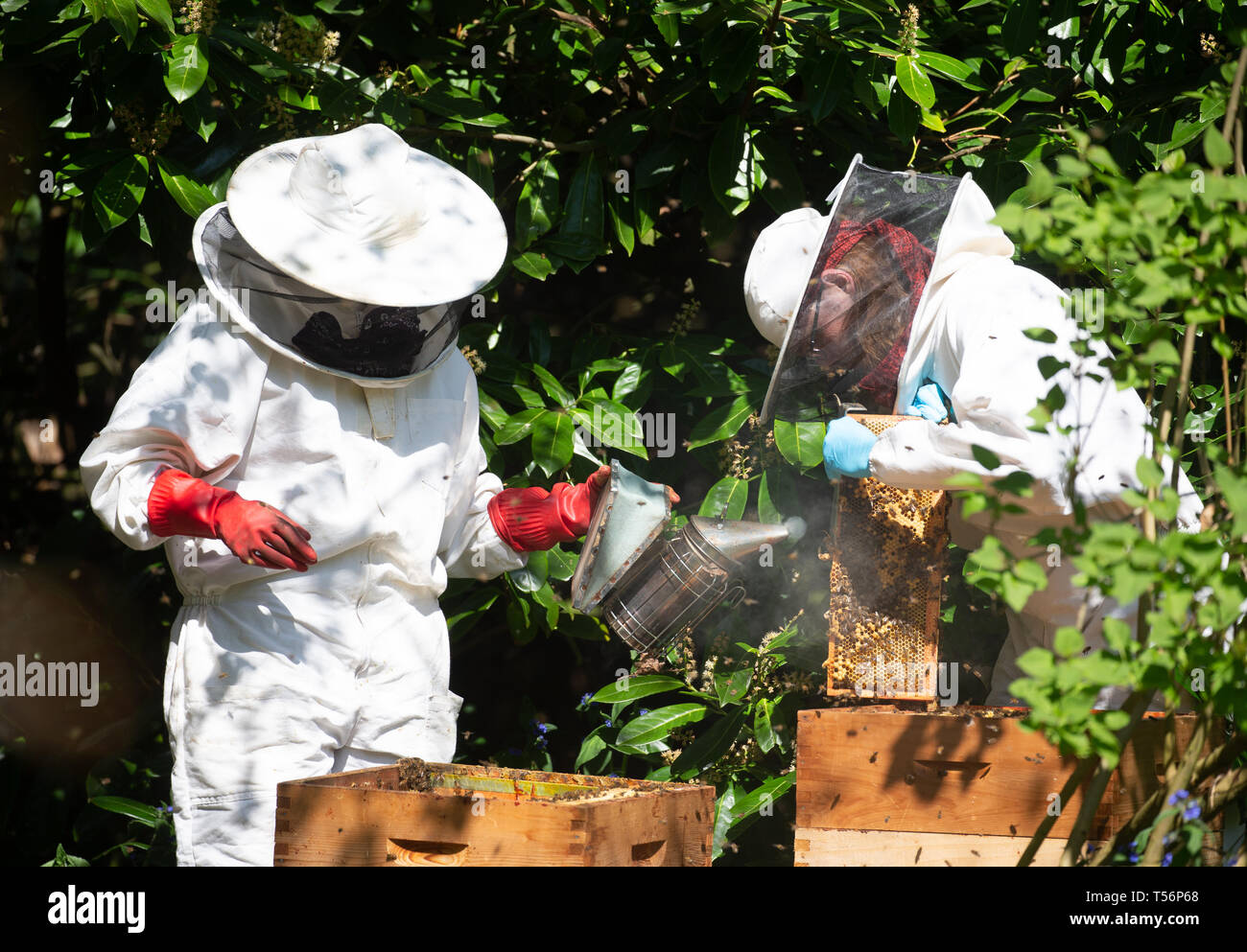 Bee keepers hi-res stock photography and images - Alamy