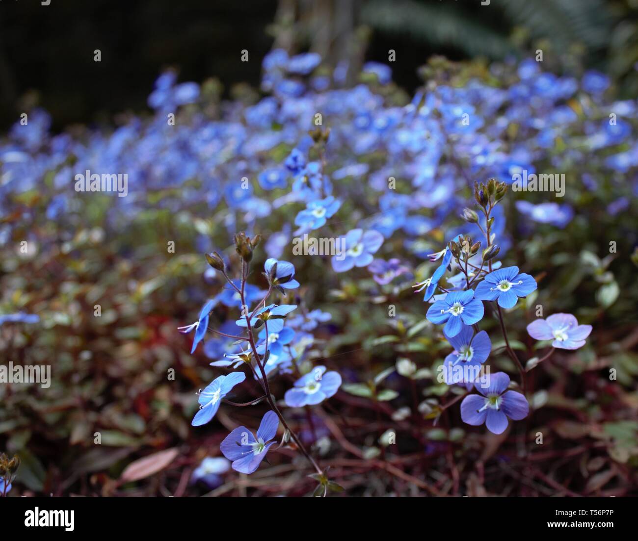 Veronica umbrosa georgia blue hi-res stock photography and images - Alamy
