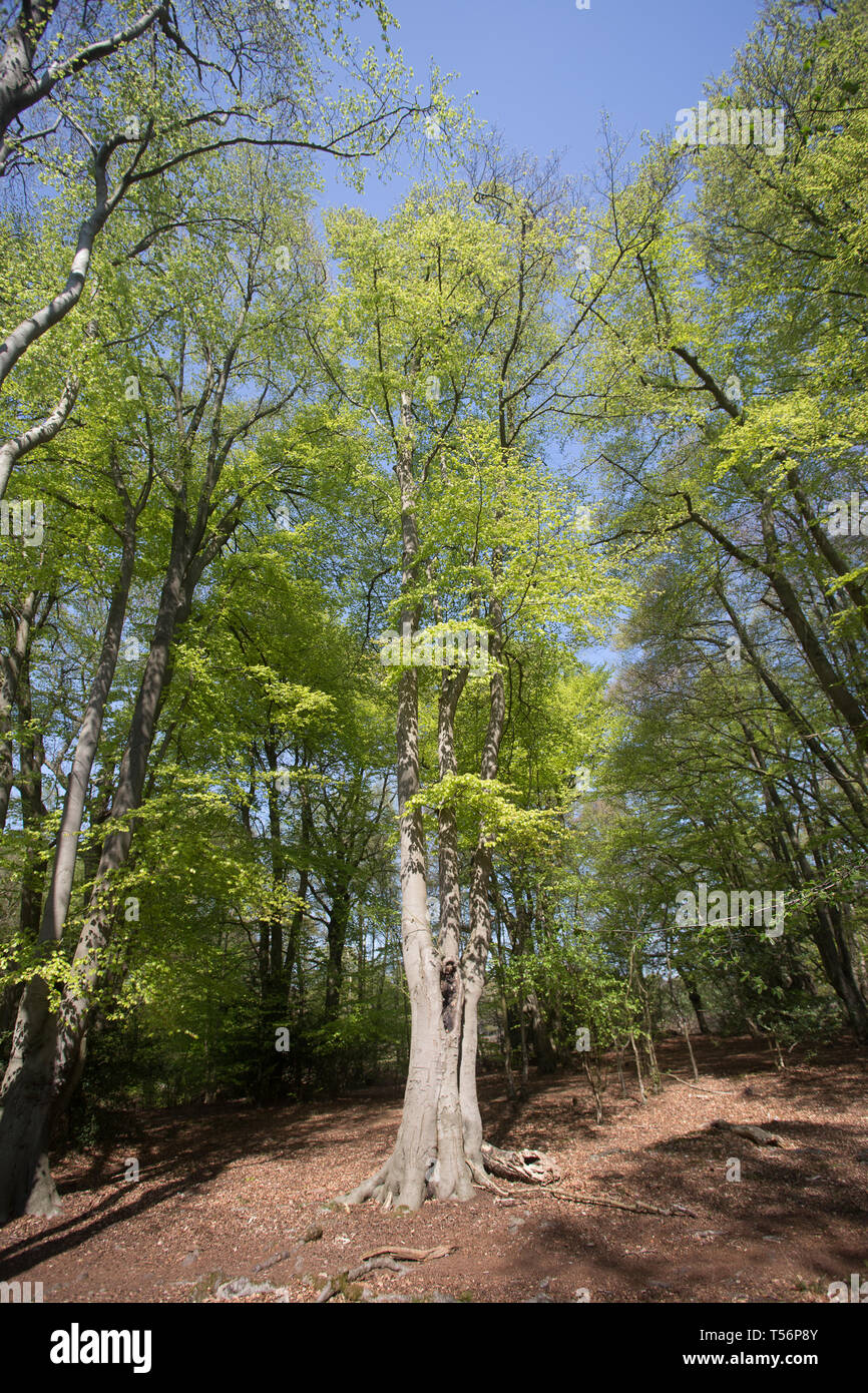 Epping Forest in spring Stock Photo - Alamy