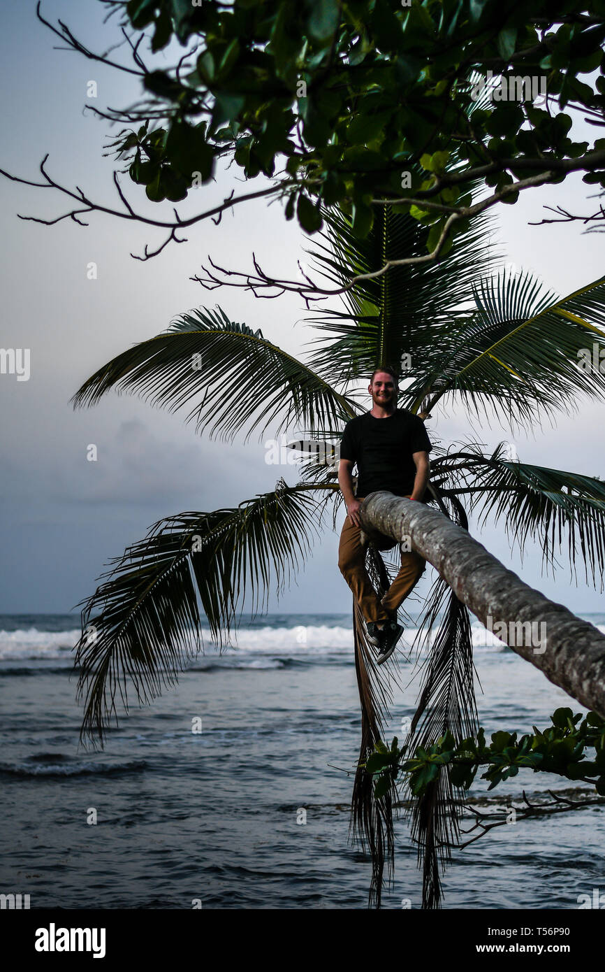 portrait of caucasian man climbing palm tree in Puerta viejo Costa Rica ...