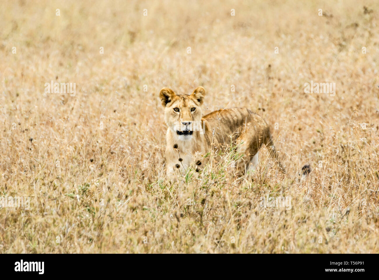 Lowin lowe lion lioness hi-res stock photography and images - Alamy