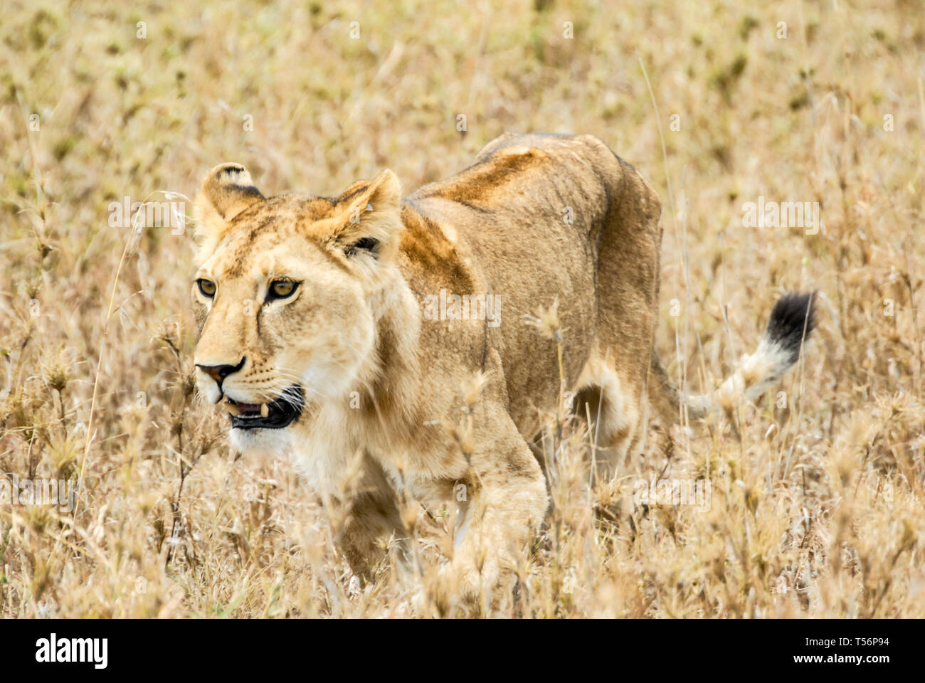 Lowin lowe lion lioness hi-res stock photography and images - Alamy