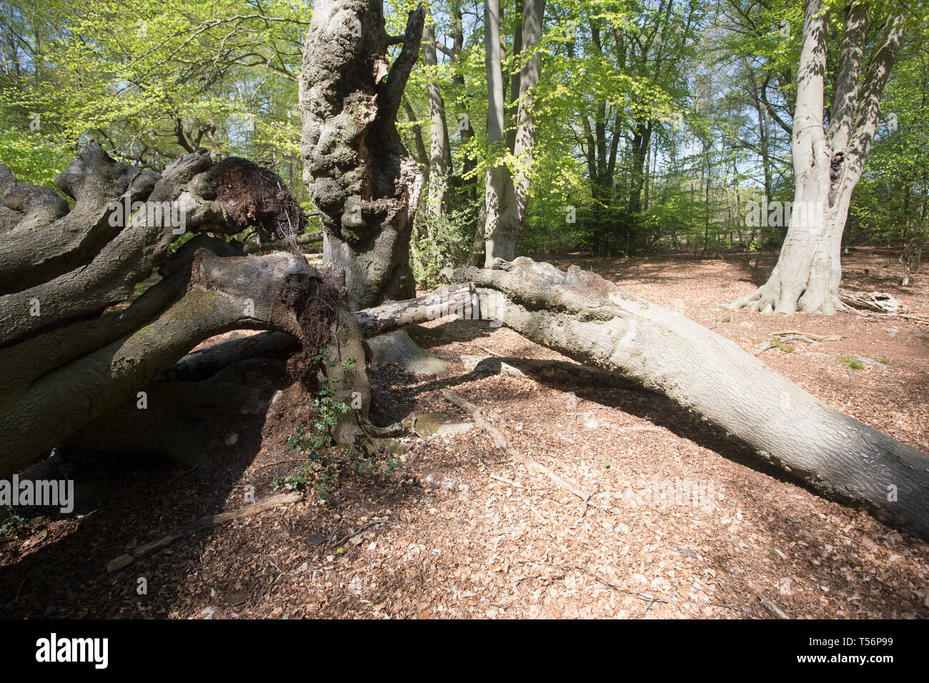 Epping Forest in spring Stock Photo - Alamy