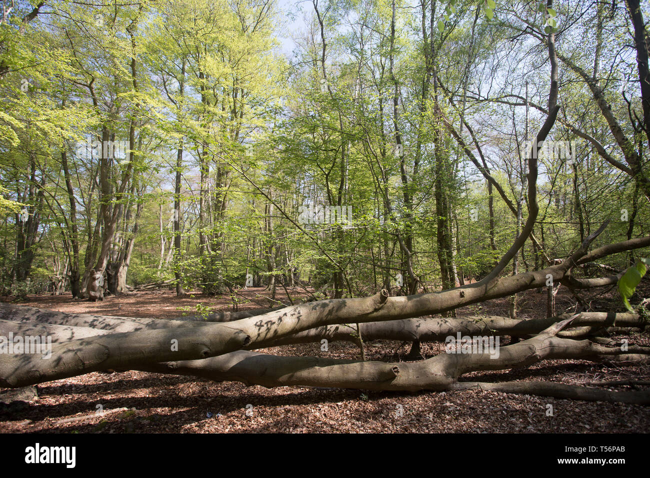 Epping Forest Walk High Resolution Stock Photography and Images - Alamy