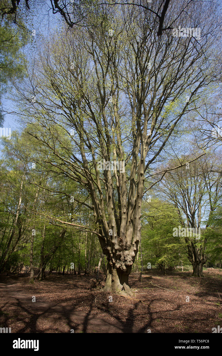 Epping Forest in spring Stock Photo - Alamy