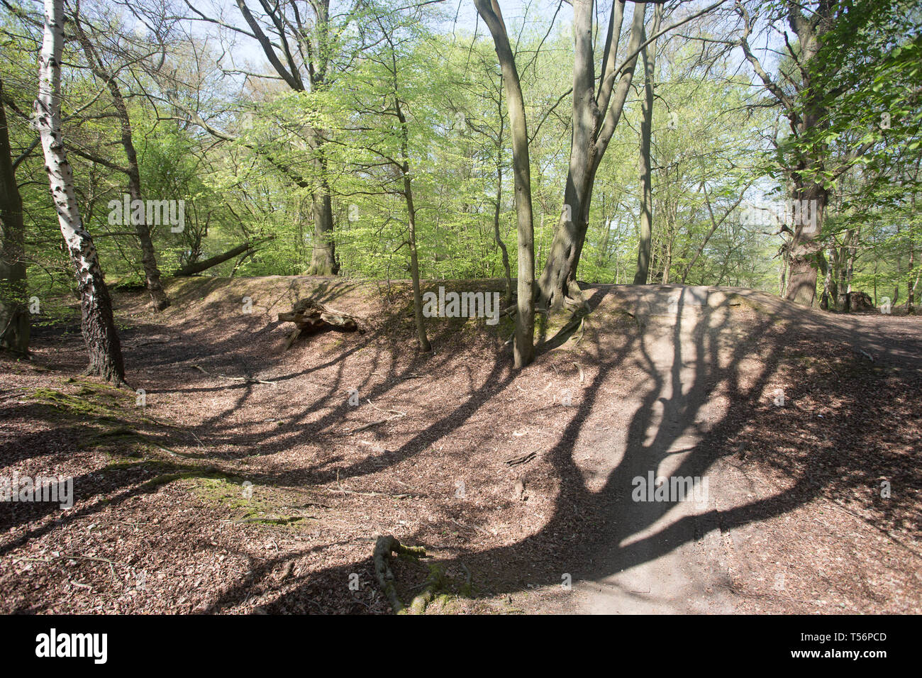 Epping Forest in spring Stock Photo - Alamy