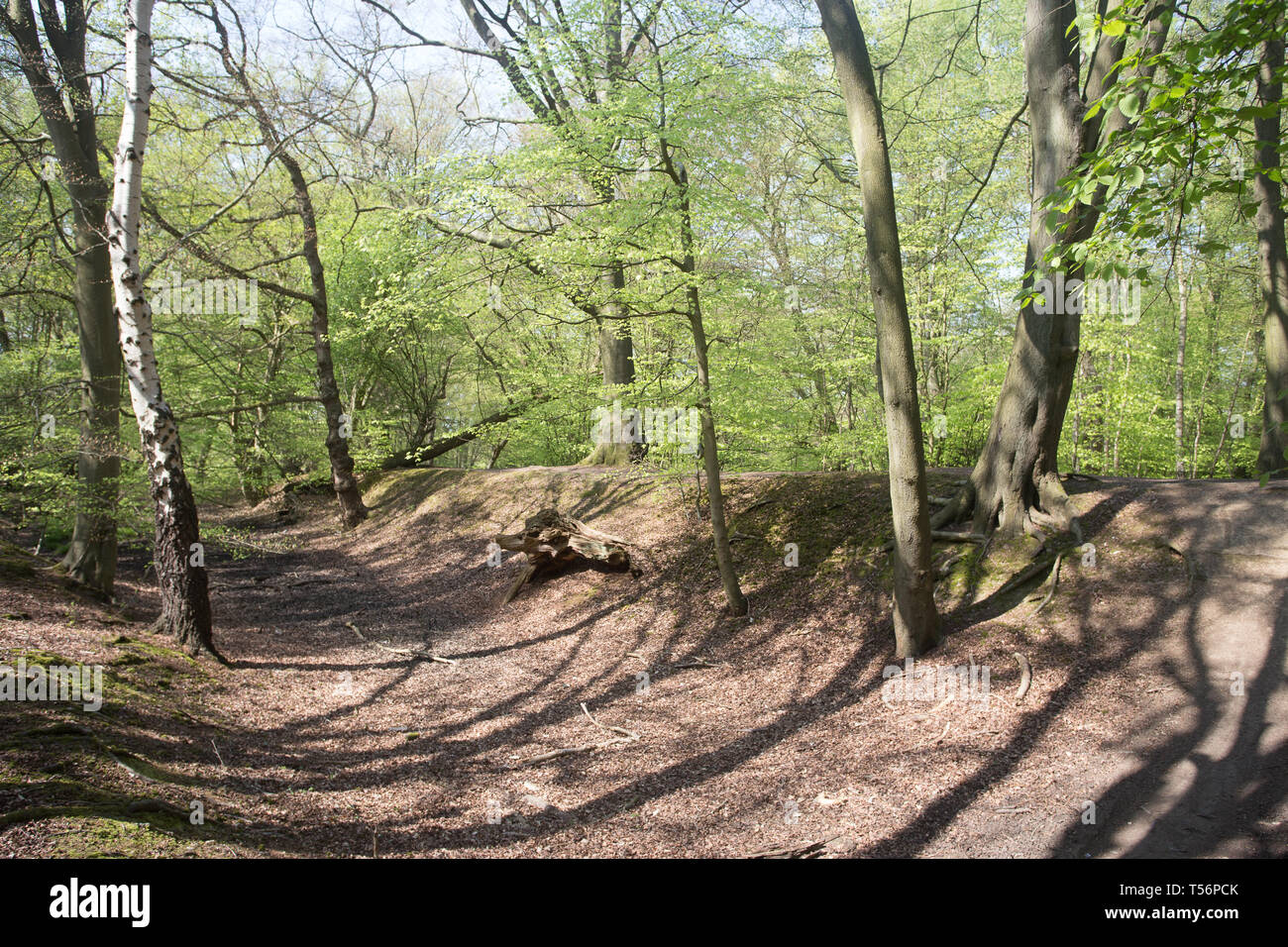 Epping Forest in spring Stock Photo - Alamy