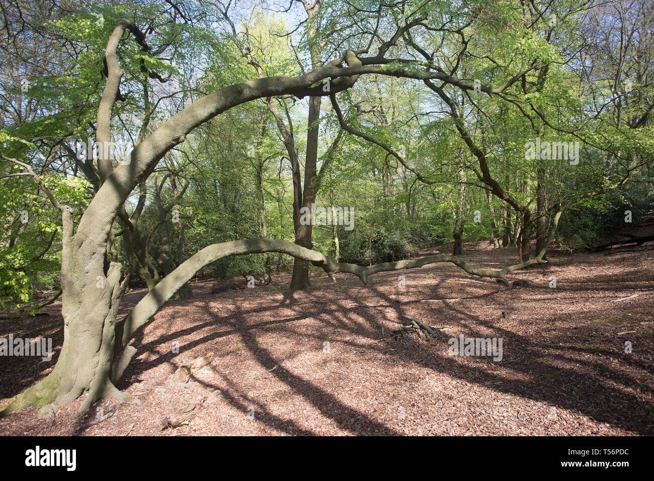 Epping Forest in spring Stock Photo - Alamy